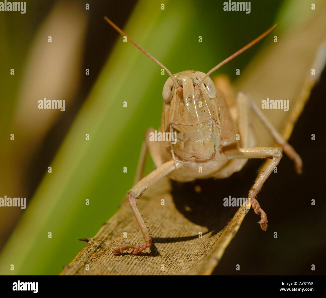 Nationalparks australien hi-res stock photography and images - Alamy