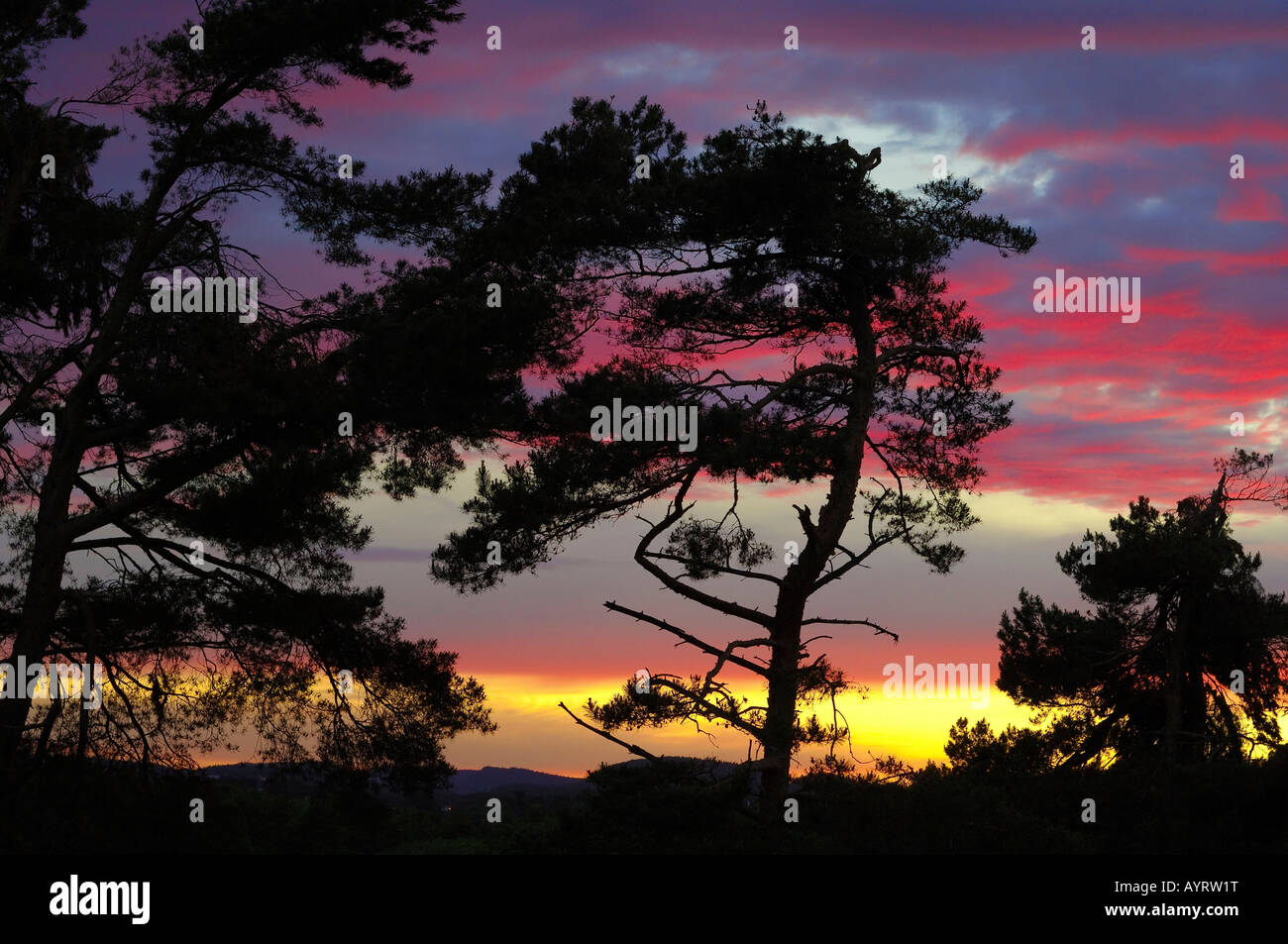 Red sky with trees hi-res stock photography and images - Alamy