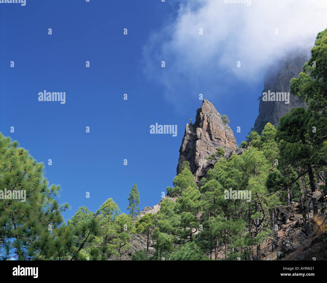 Pinien wald hi-res stock photography and images - Alamy