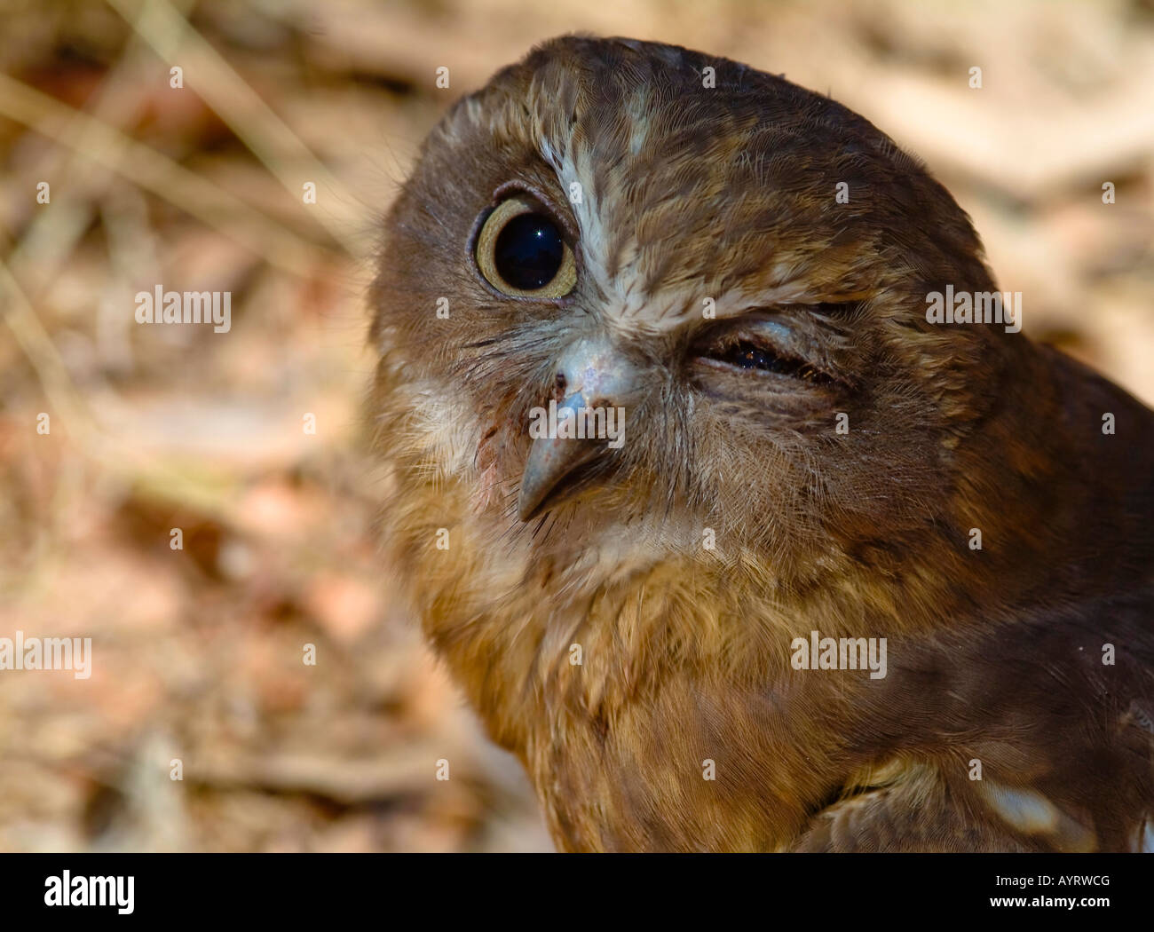 Portrait of a Wood-Owl (Strix) with an eye injury, infection Stock ...