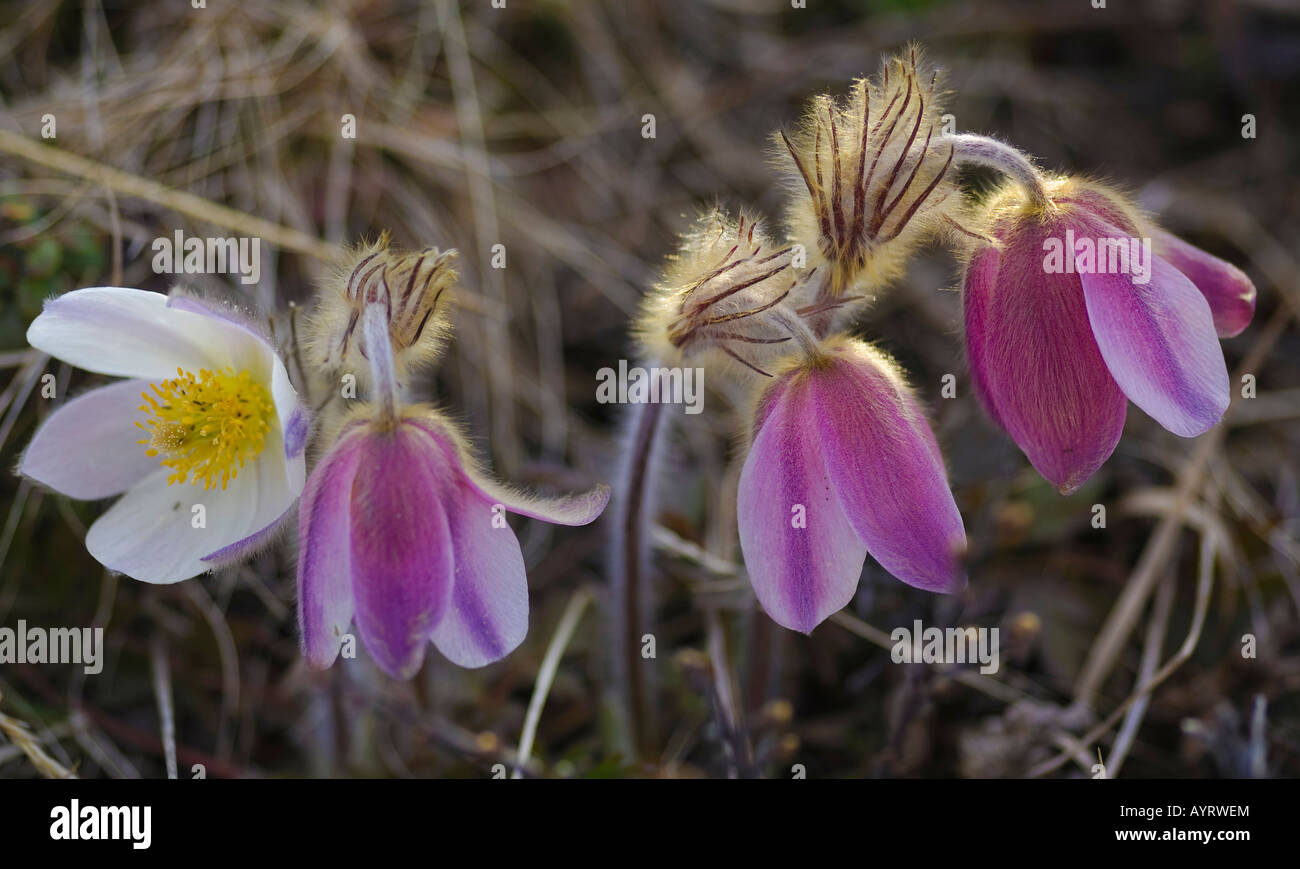 National flower of norway hi-res stock photography and images - Alamy