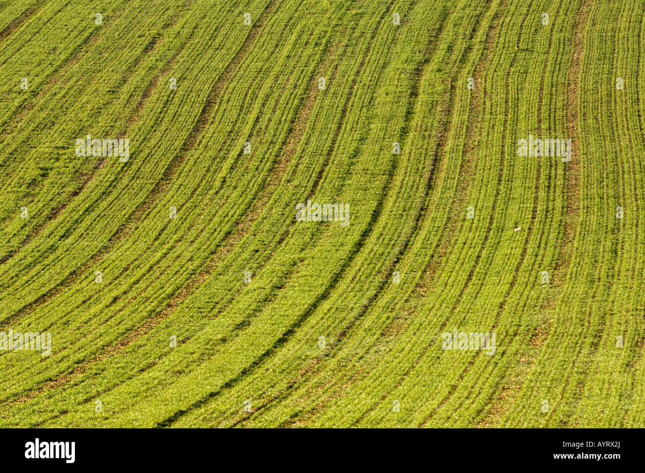 Field of Spring wheat on hillside just emerging Oxfordshire Stock Photo ...