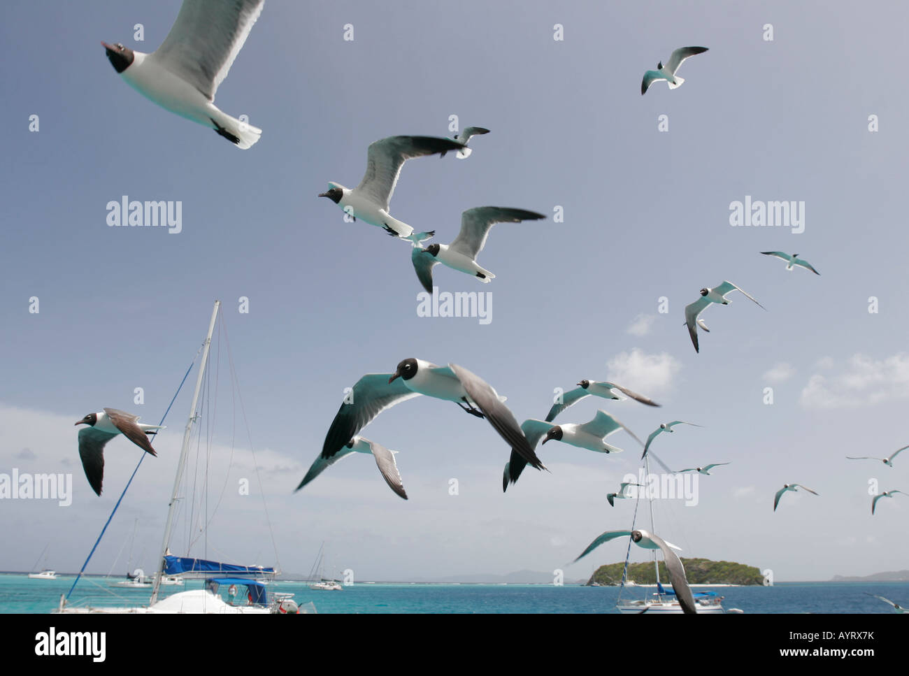 Flying gulls hi-res stock photography and images - Alamy