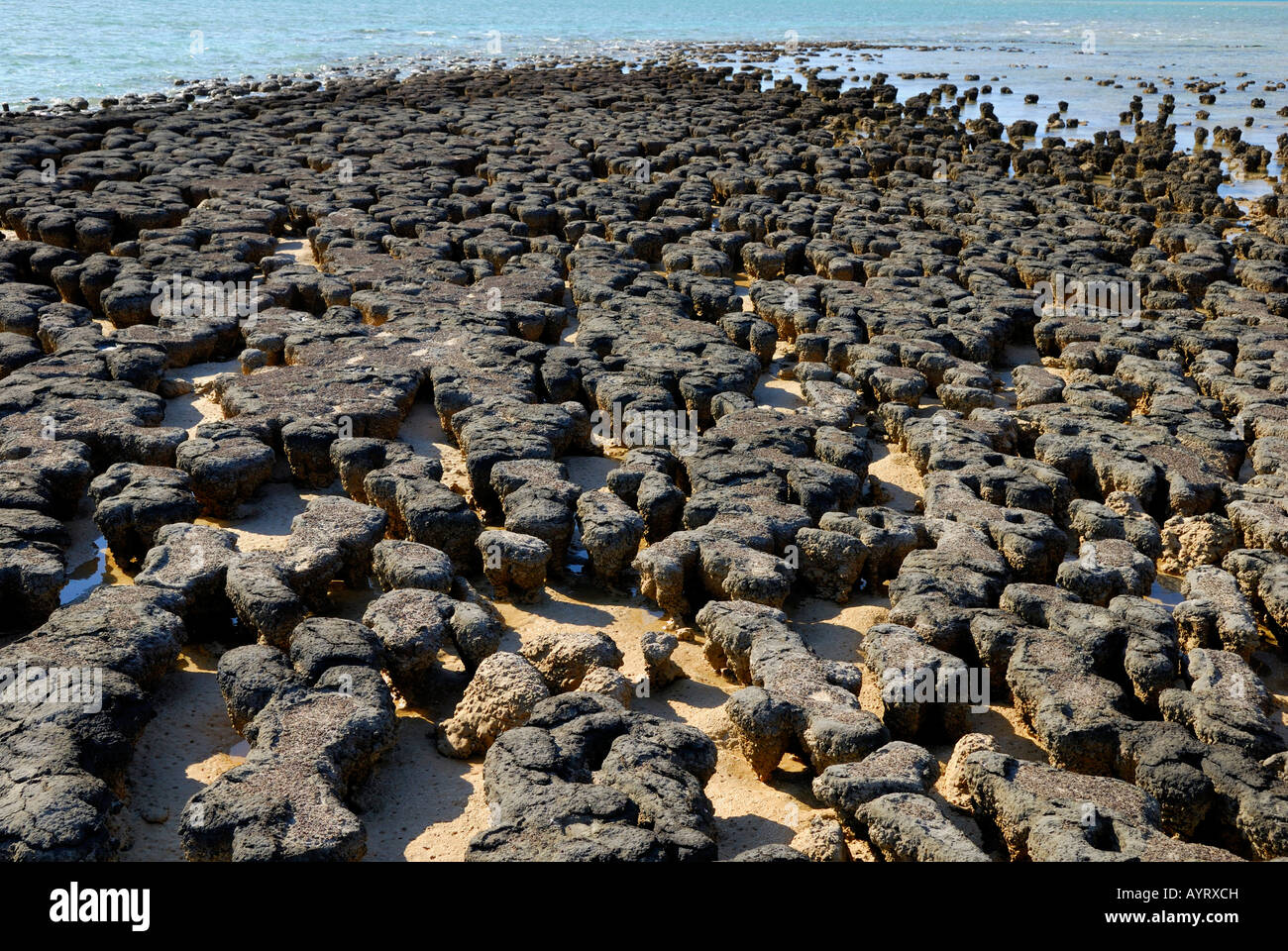Stromatolites, Hamlin Pool Marine Nature Reserve, Shark Bay, Western ...