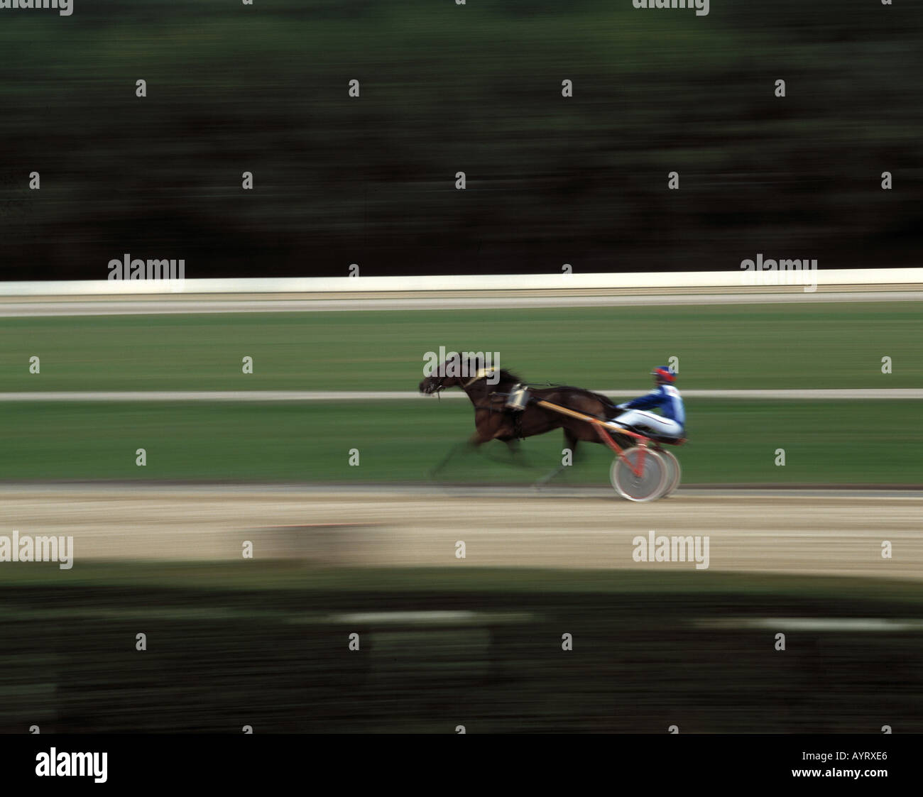 Traber trotter horse hi-res stock photography and images - Alamy