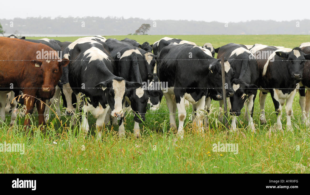 Cows (Bovinae) in the rain Stock Photo - Alamy