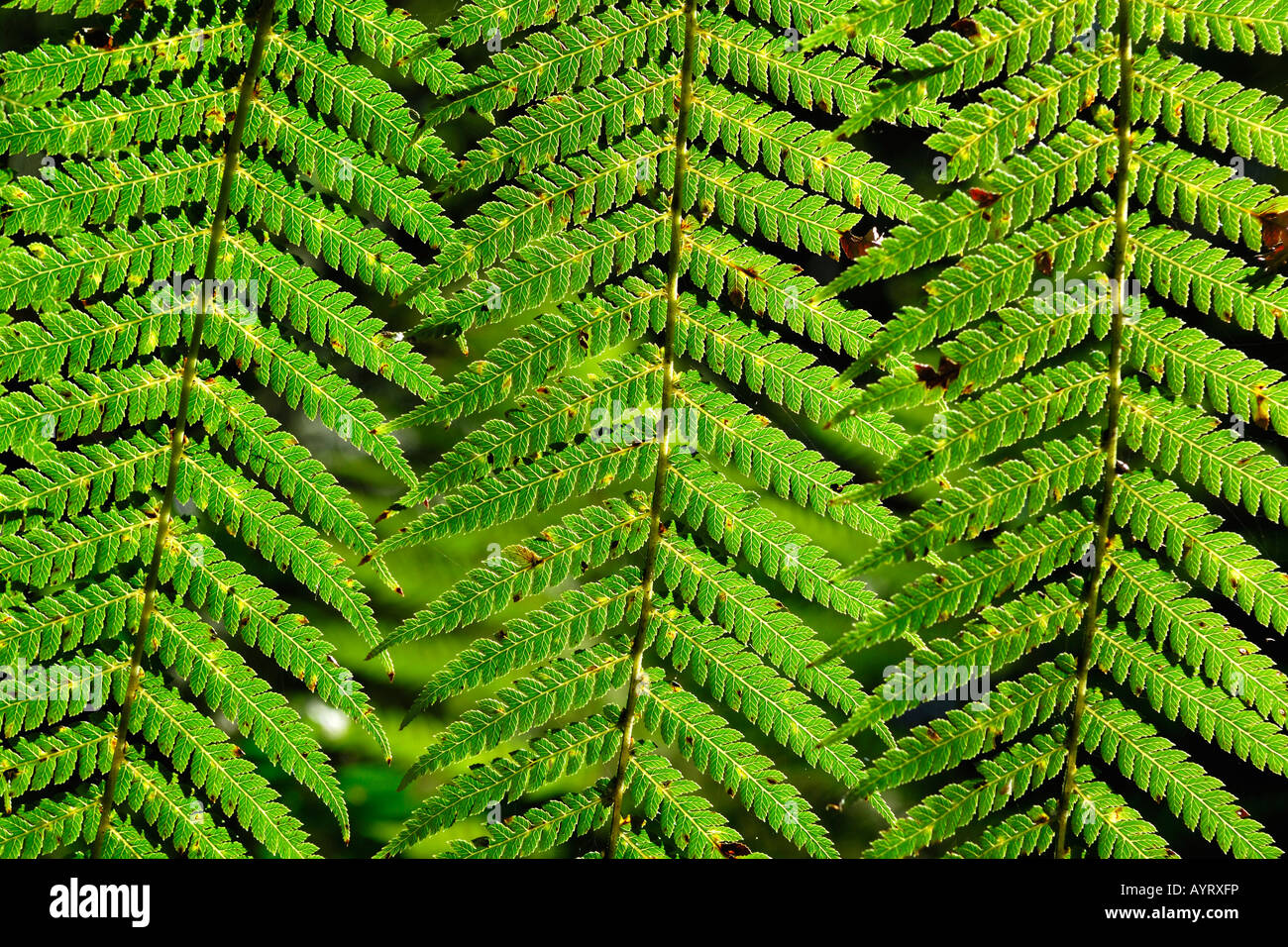 Fern (Pteridophyta), Tasmania, Australia Stock Photo - Alamy