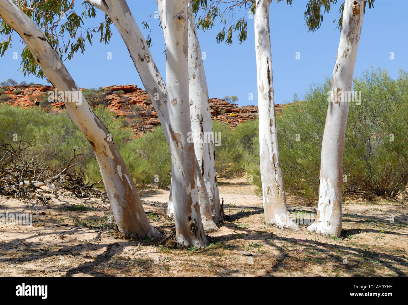 Group of eucalyptus trees growing in a dried-up riverbed, Murchison ...