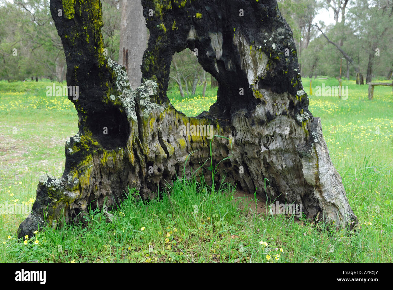 Eucalyptus tree hi-res stock photography and images - Alamy