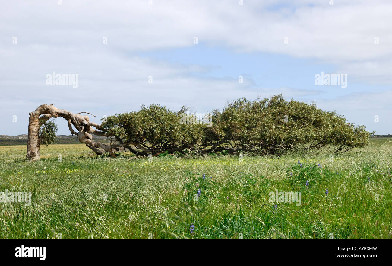 Leaning Tree, gum tree (Eucalyptus) withstanding years of strong sea ...