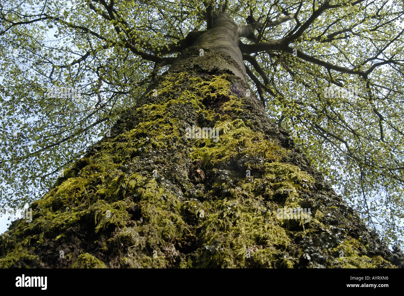 Nationalpark Kellerwald Edersee Germany Stock Photo - Alamy