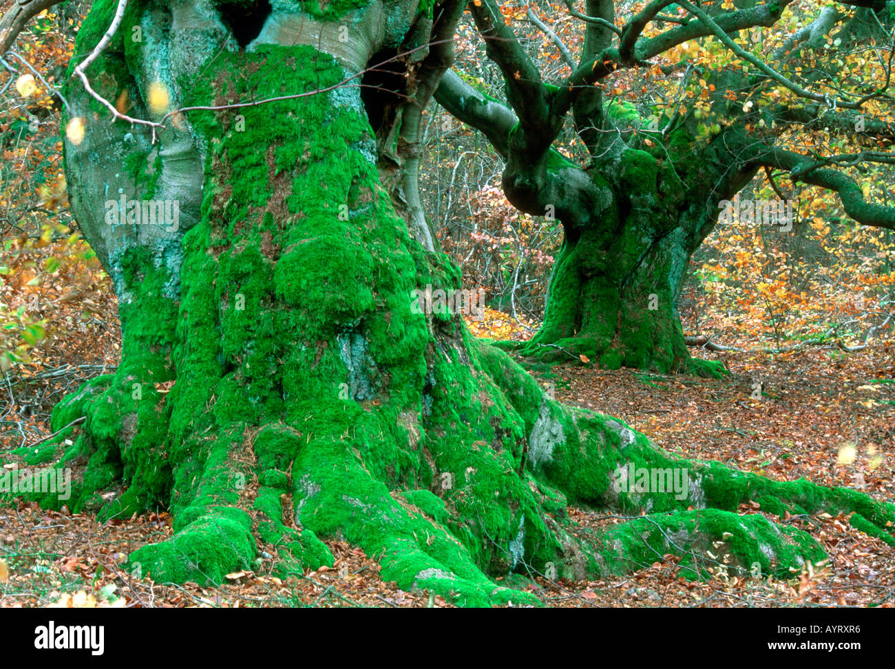 Nationalpark Kellerwald Edersee Germany Stock Photo - Alamy