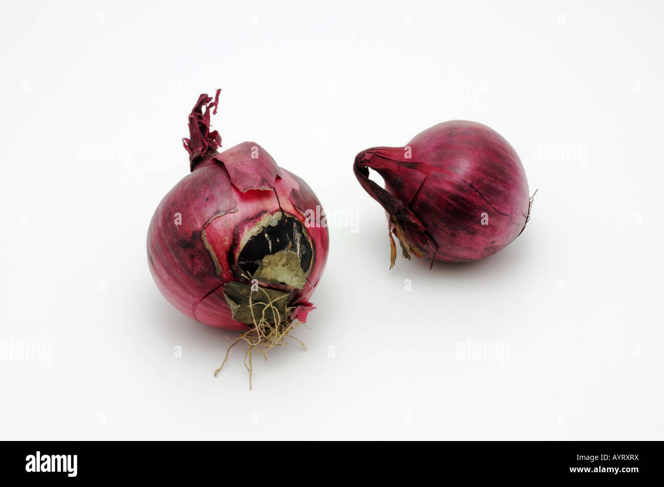 Pictures onions hi-res stock photography and images - Alamy