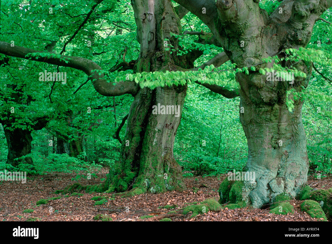 Nationalpark Kellerwald Edersee Germany Stock Photo - Alamy