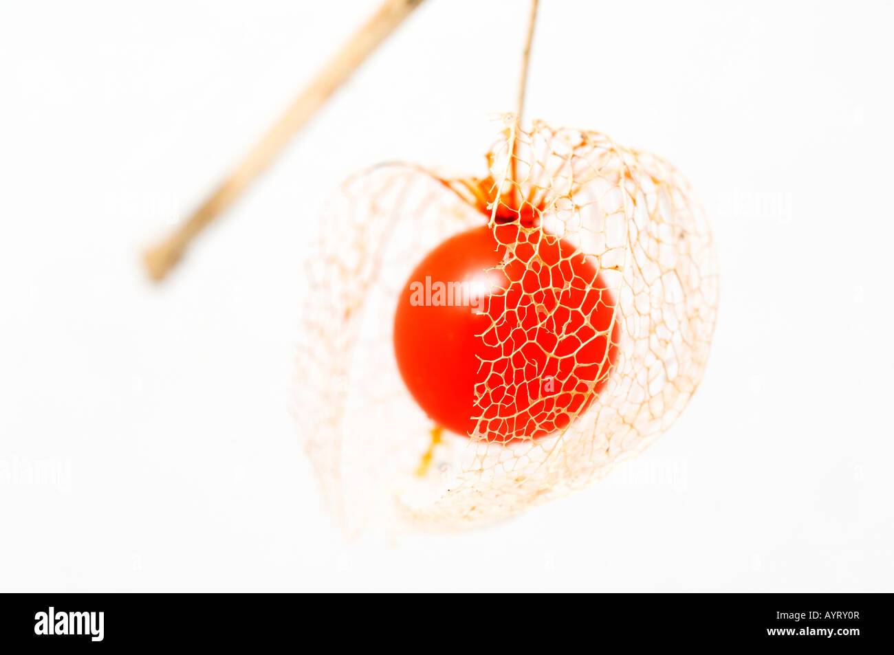 Red chinese lantern seed Cut Out Stock Images & Pictures - Alamy