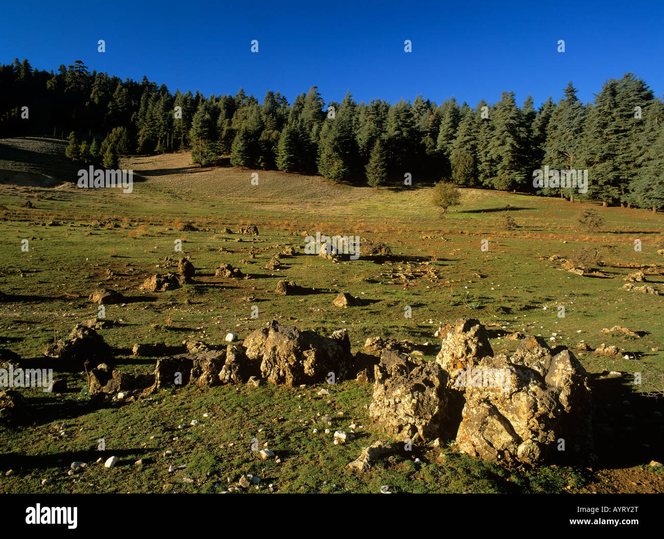 Atlas Cedar Cedrus atlantica mountain forest and glade near Azrou Moyen ...