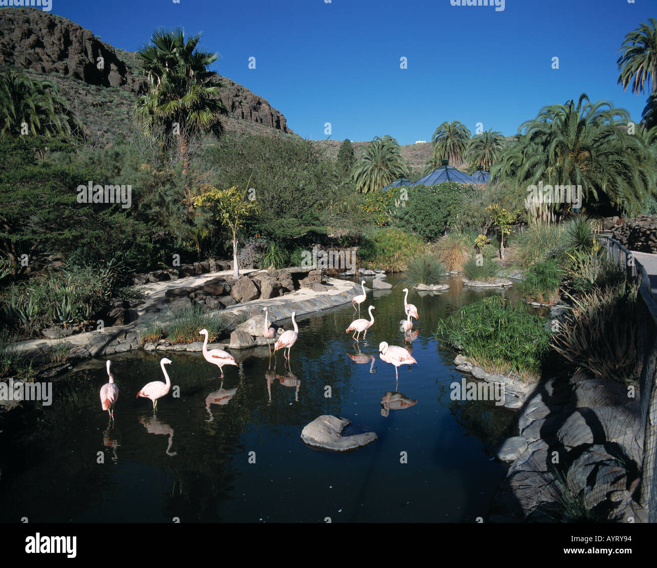 Palmitos-Park, Teich mit Flamingos, Biotop in Berglandschaft ...