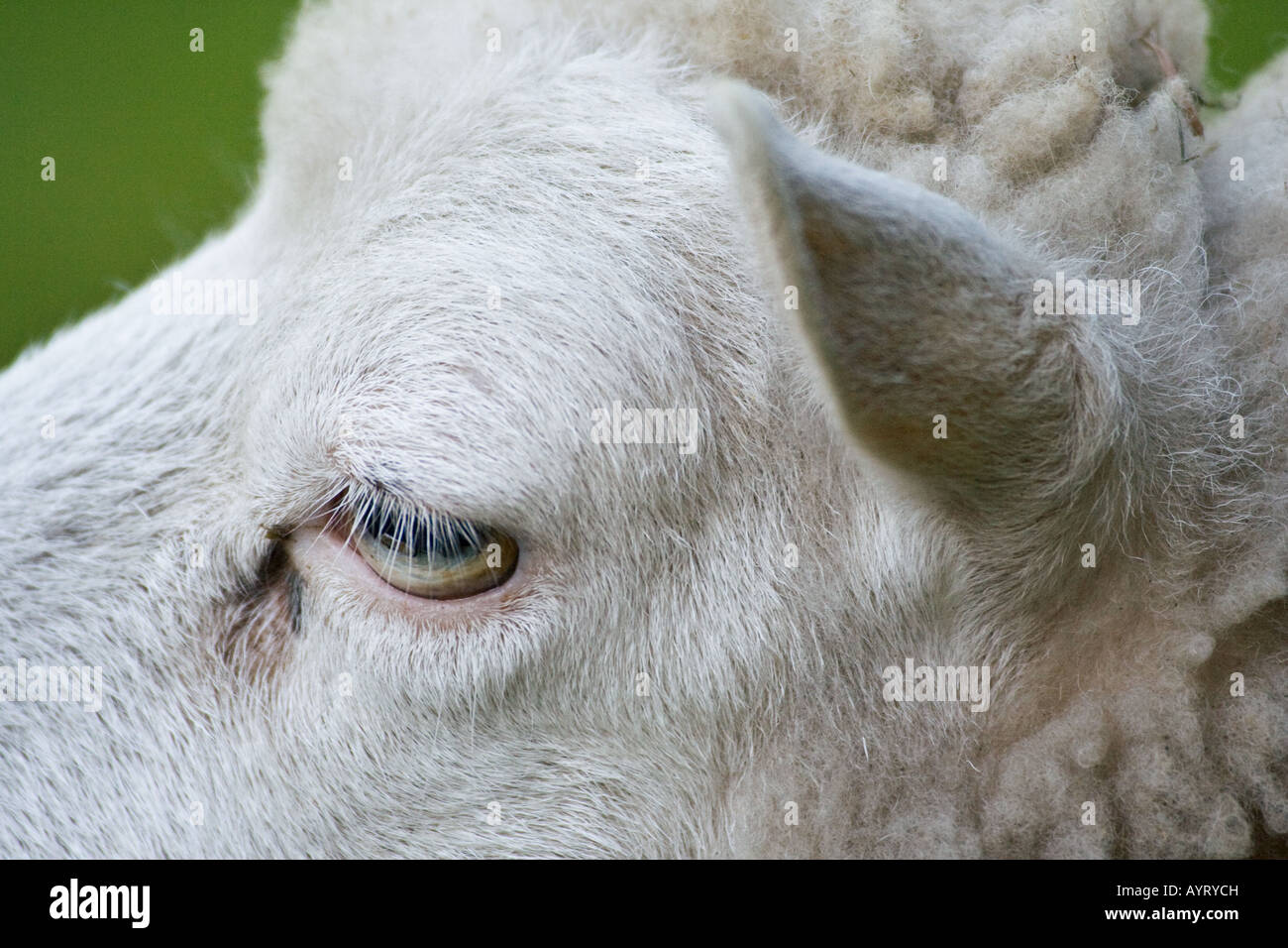 Sheep eye hi-res stock photography and images - Alamy