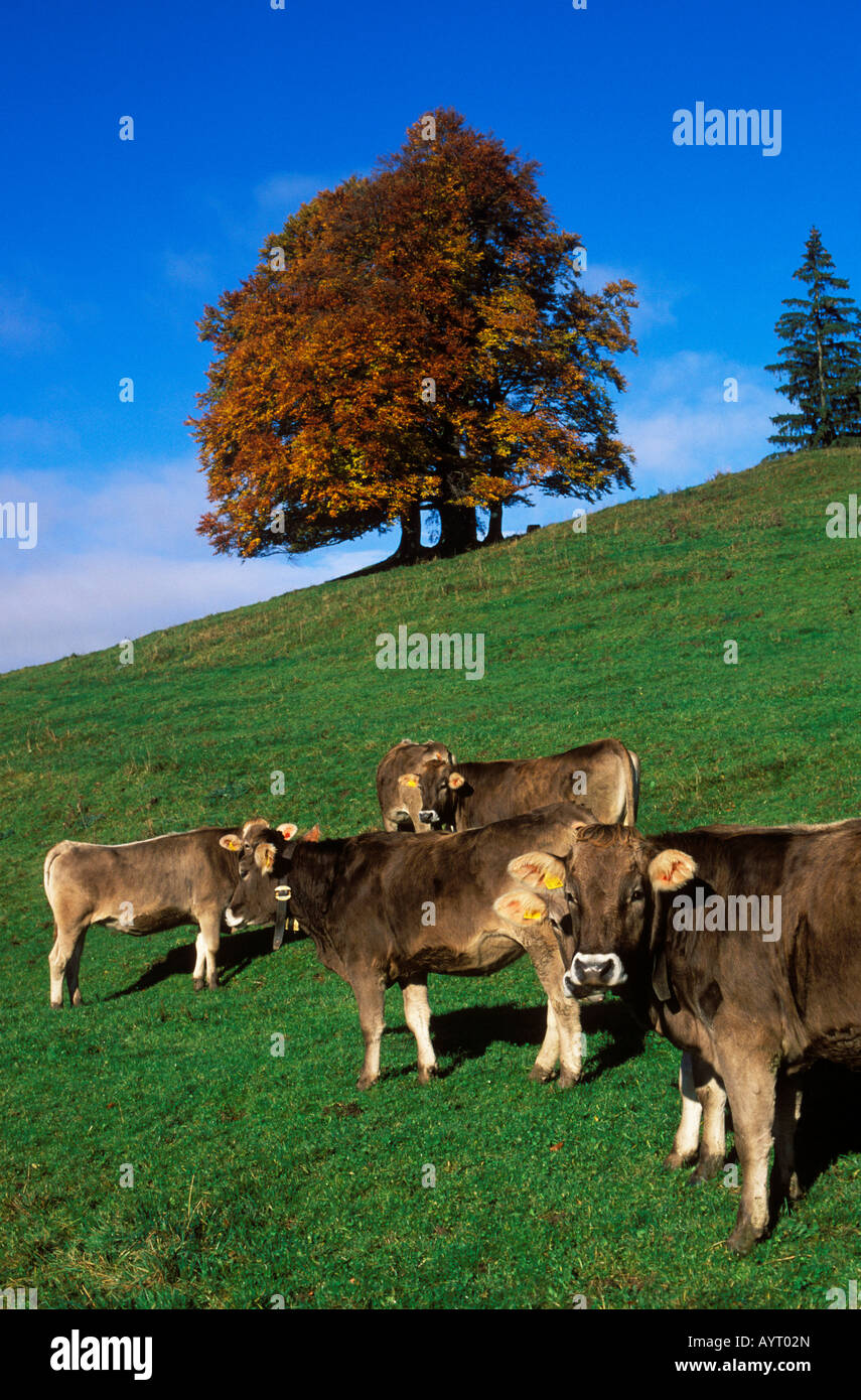 Cows hi-res stock photography and images - Alamy