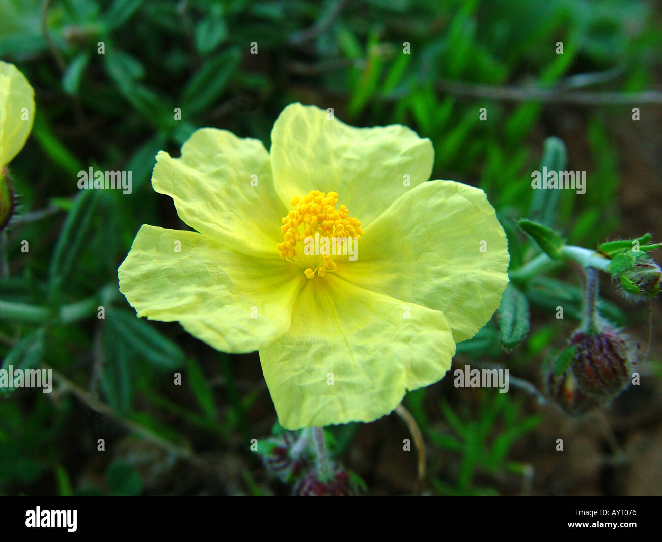 Cyprus national flower hi-res stock photography and images - Alamy
