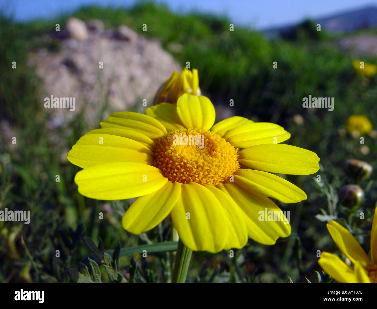 Cyprus national flower hi-res stock photography and images - Alamy