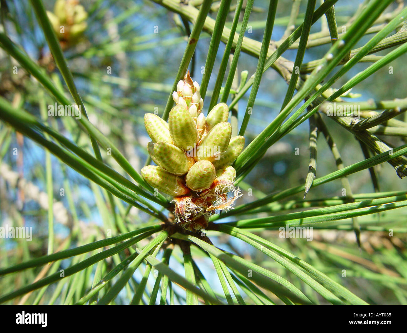 Pinus leave hi-res stock photography and images - Alamy