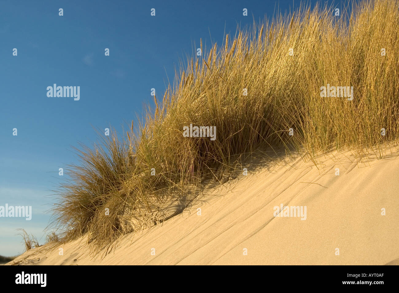 Sand dunes and grasses against blue sky backdrop Stock Photo - Alamy