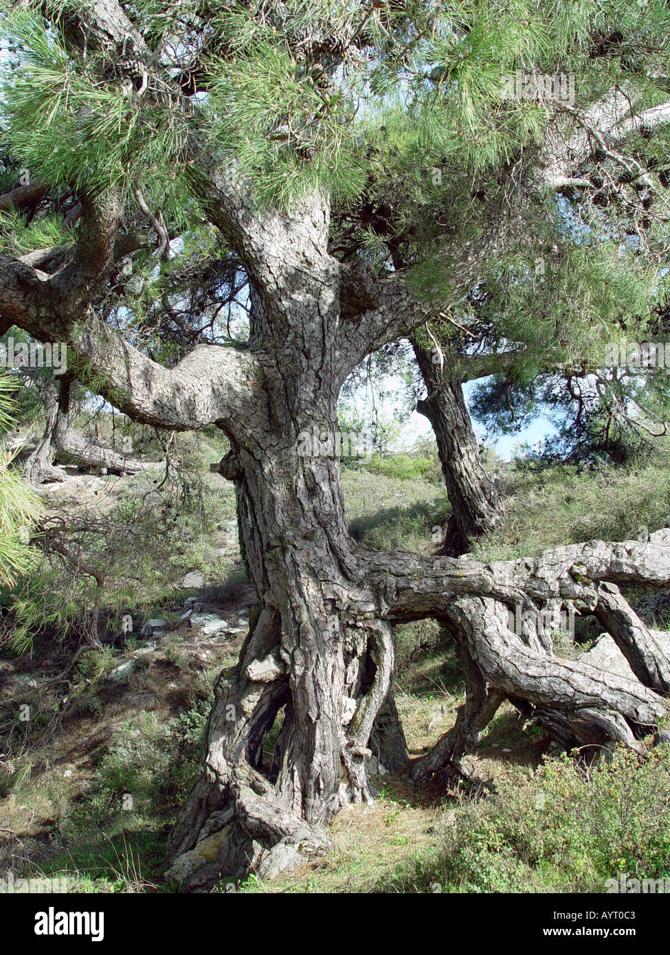 Pinus tree near Pano Panagia by Pafos Cyprus name engl lat Stock Photo ...
