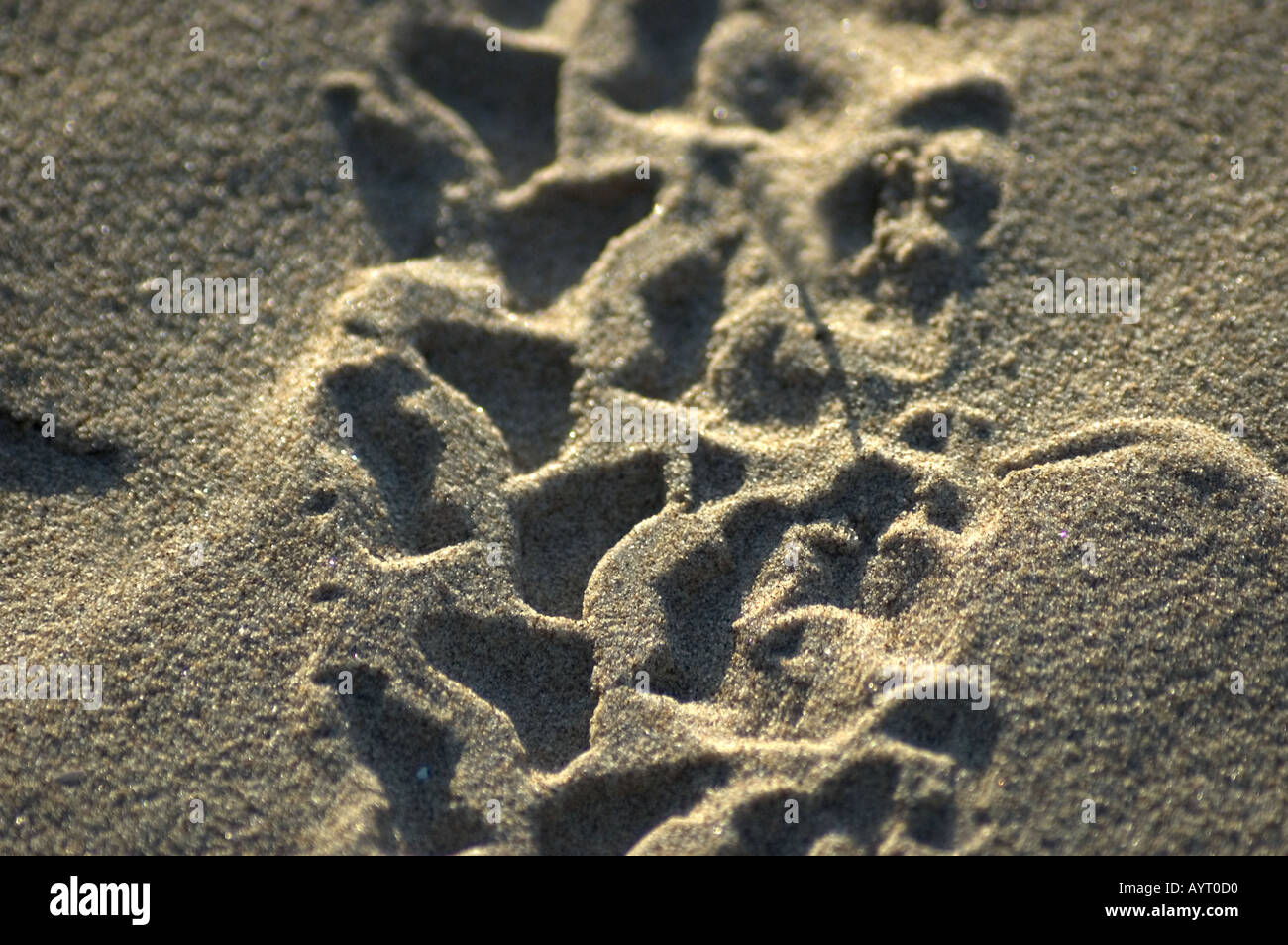 Tyre track in sand Stock Photo - Alamy