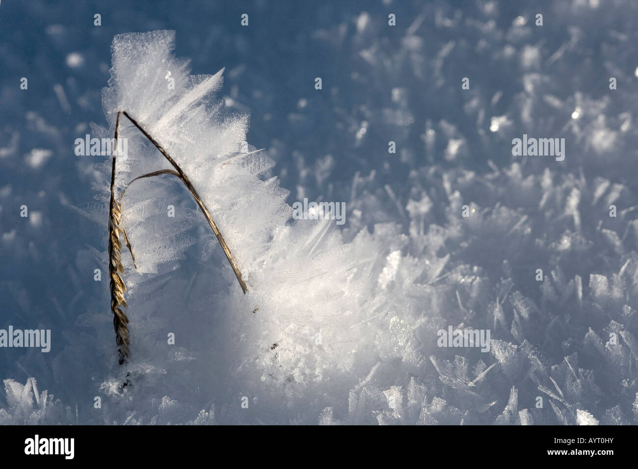 Frost and ice-covered blade of grass, ice crystals Stock Photo - Alamy
