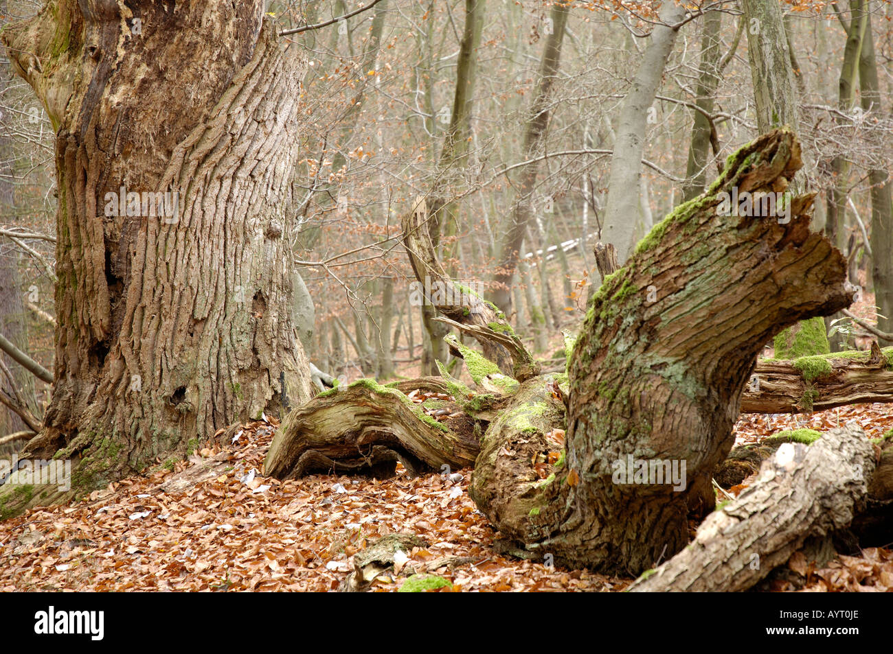 Nationalpark Kellerwald Edersee Germany Stock Photo - Alamy