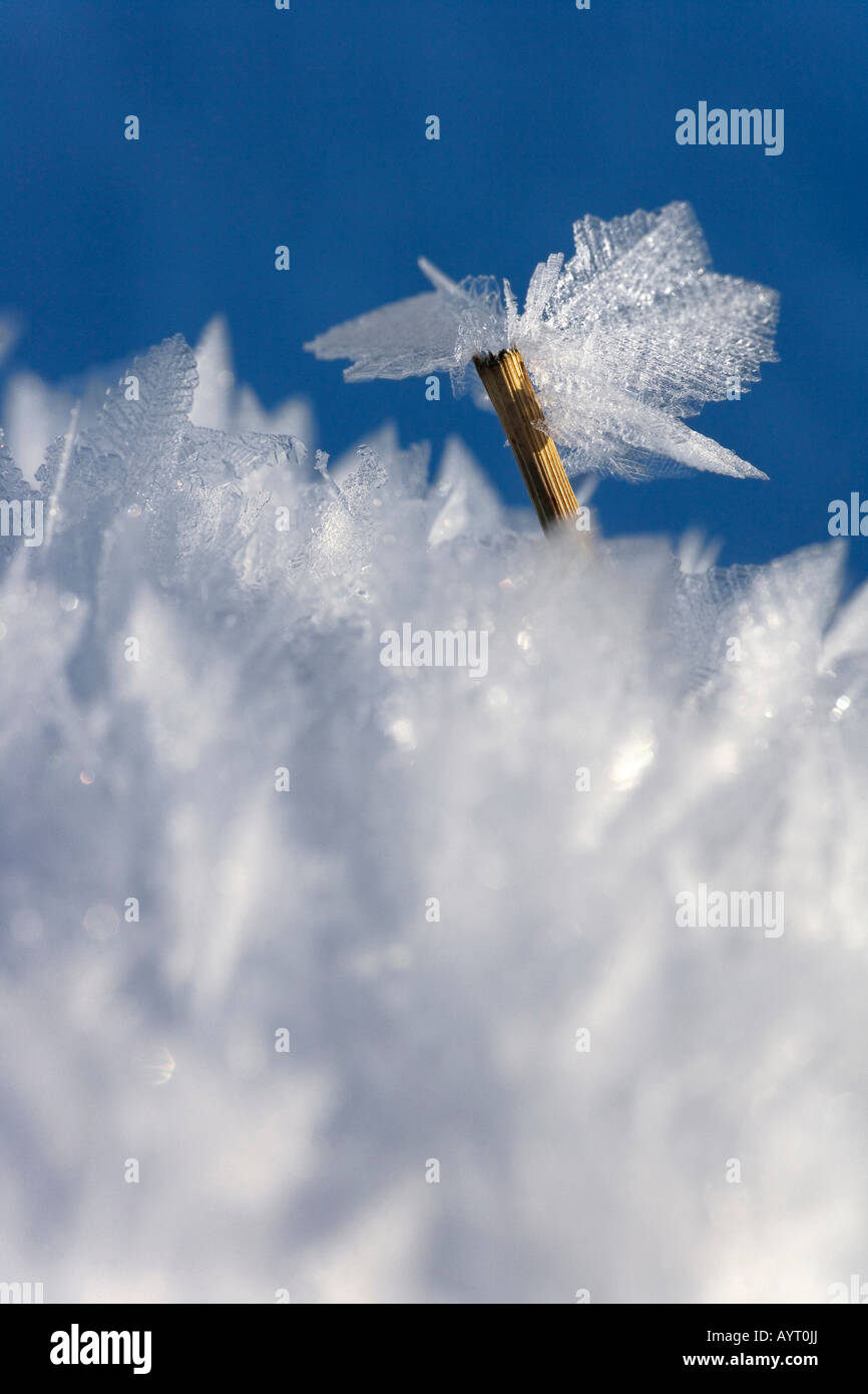 Blades Of Grass Covered With Hoarfrost High Resolution Stock ...