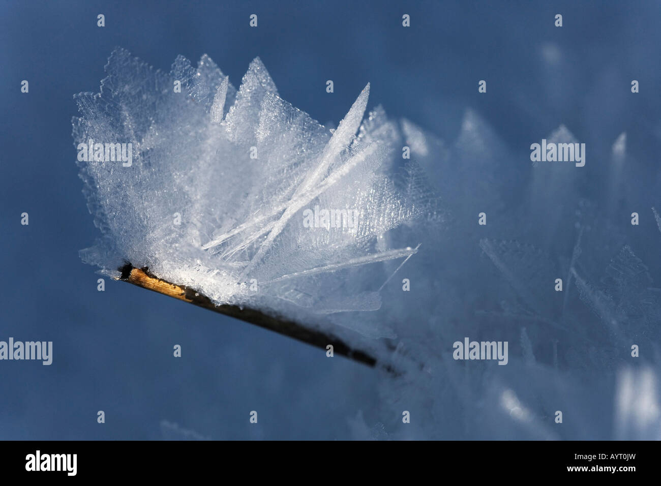 Iced blades of grass hi-res stock photography and images - Alamy
