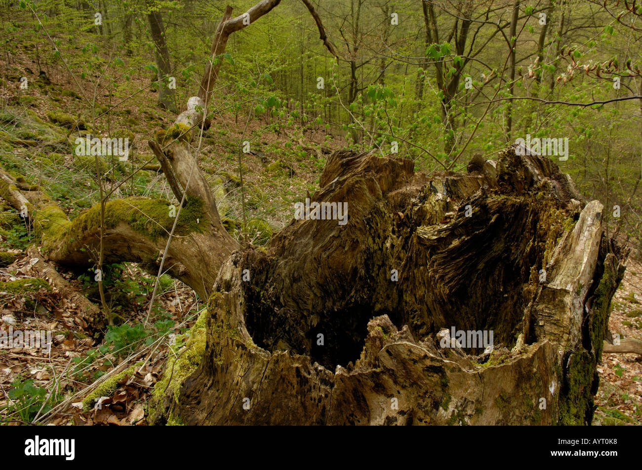 Nationalpark Kellerwald Edersee Germany Stock Photo - Alamy