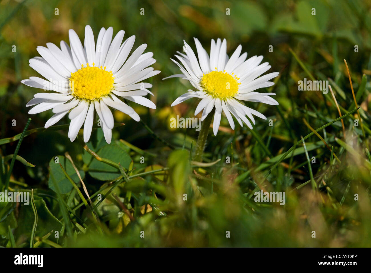 Lawn Daisies (Bellis perennis Stock Photo - Alamy