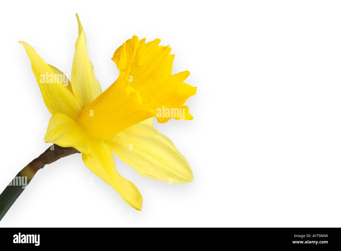 Daffodil Varieties High Resolution Stock Photography and Images - Alamy