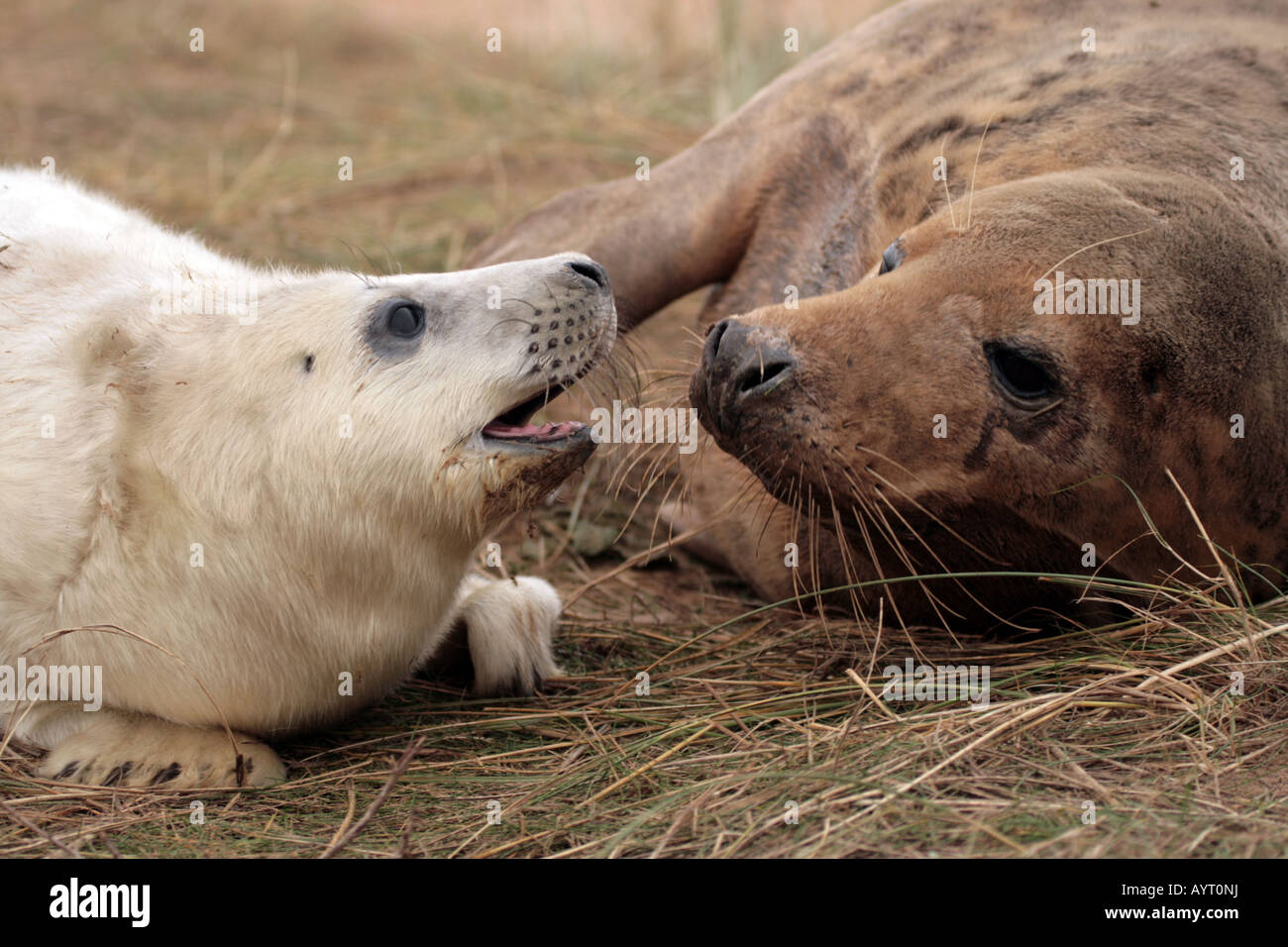 Two seals kissing hi-res stock photography and images - Alamy