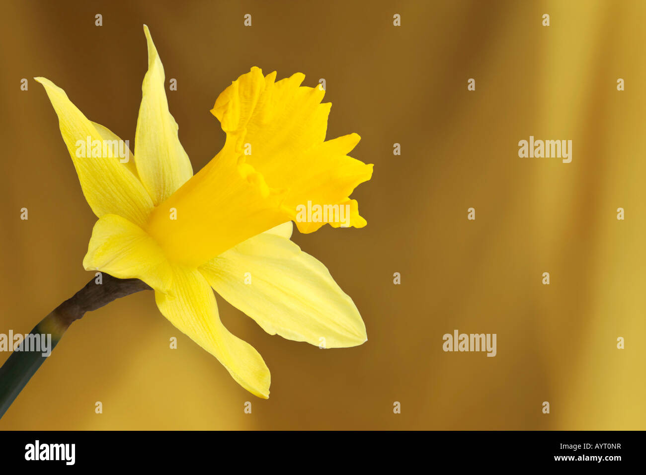 Golden inside out flower hi-res stock photography and images - Alamy