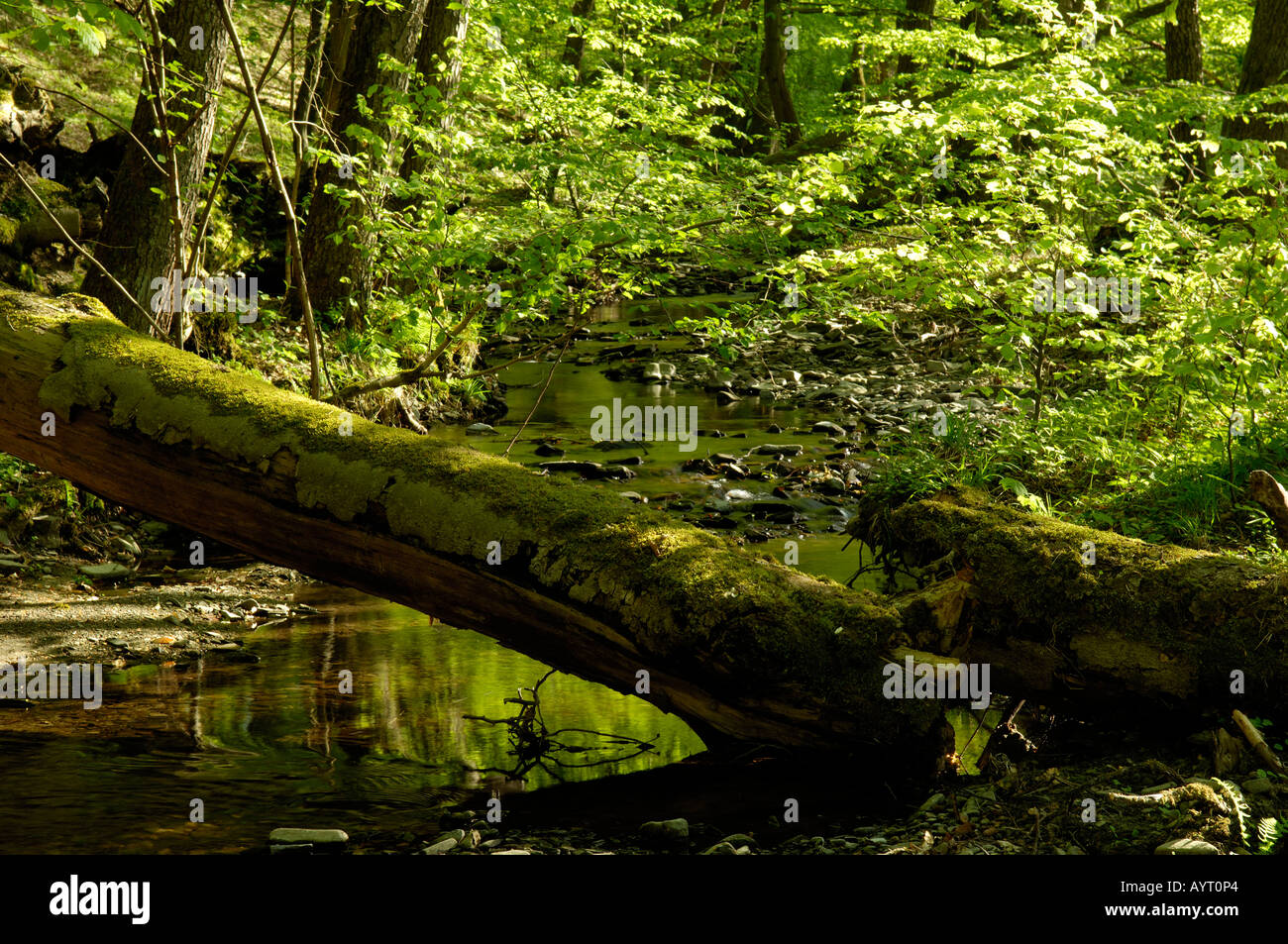 Nationalpark Kellerwald Edersee Germany Stock Photo - Alamy