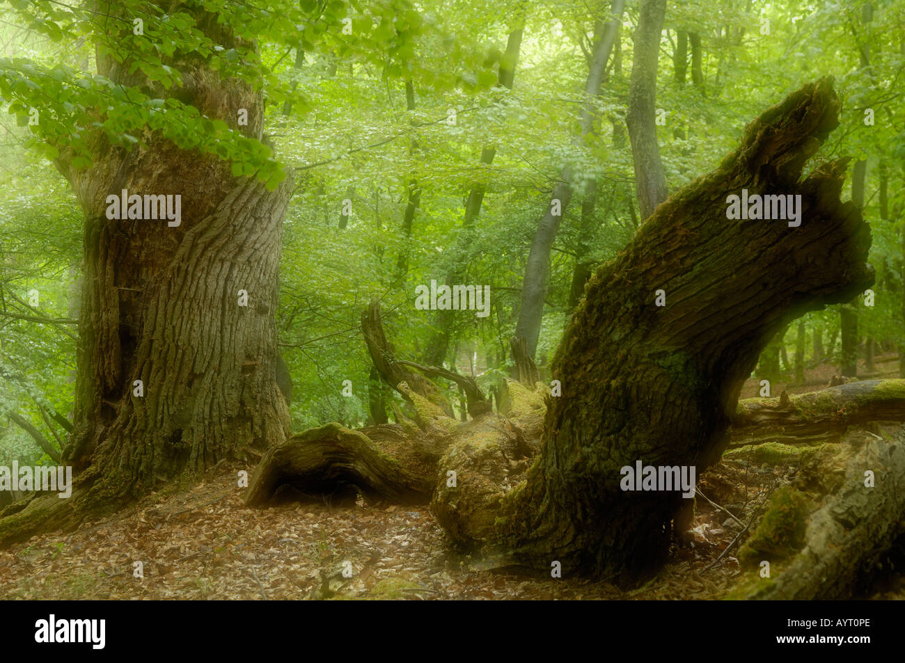 Nationalpark Kellerwald Edersee Germany Stock Photo - Alamy