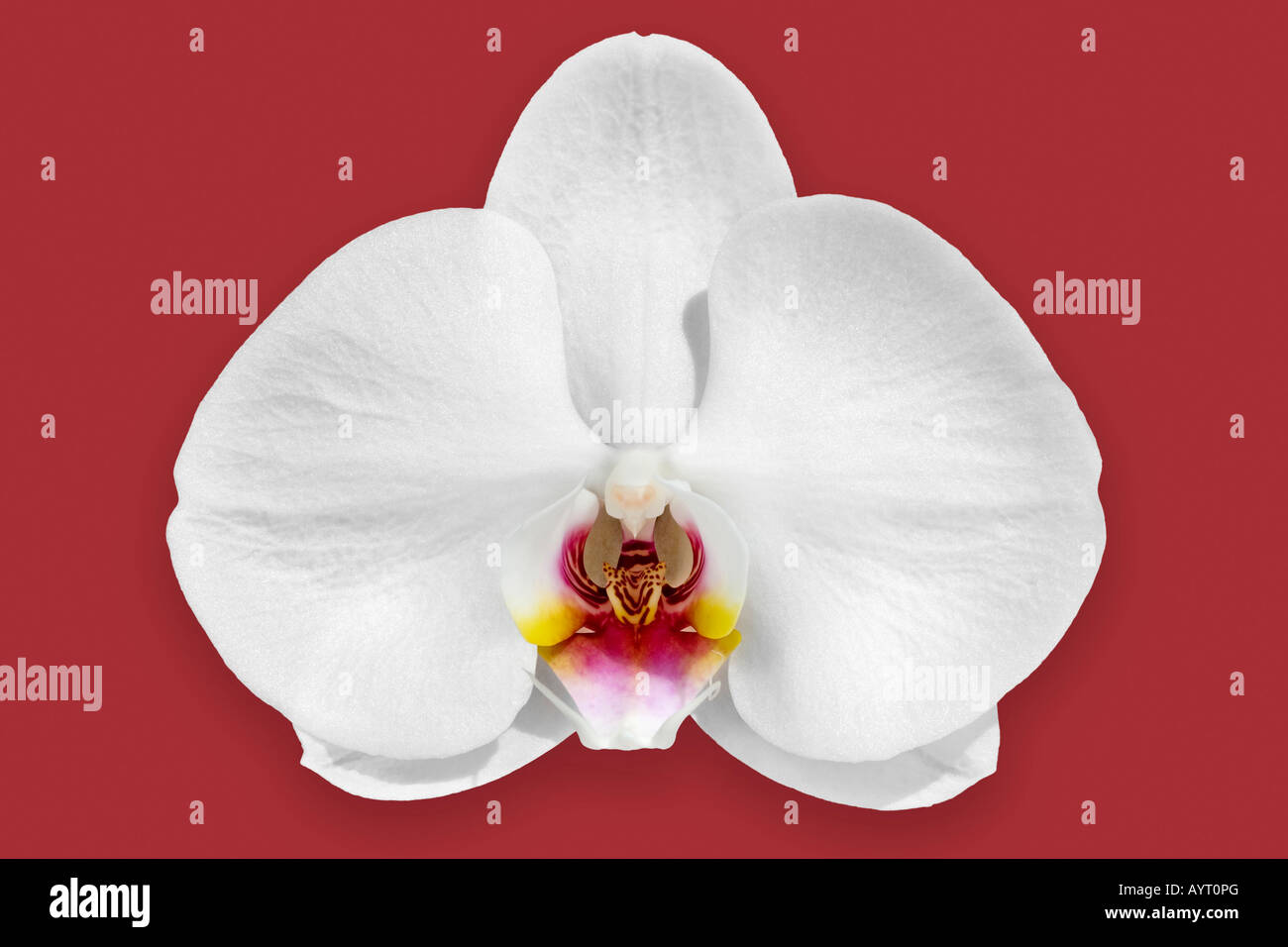 Red orchid varieties hi-res stock photography and images - Alamy