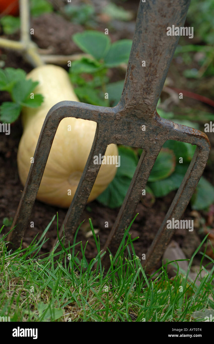 Butternut Squash Uk Garden High Resolution Stock Photography and Images ...