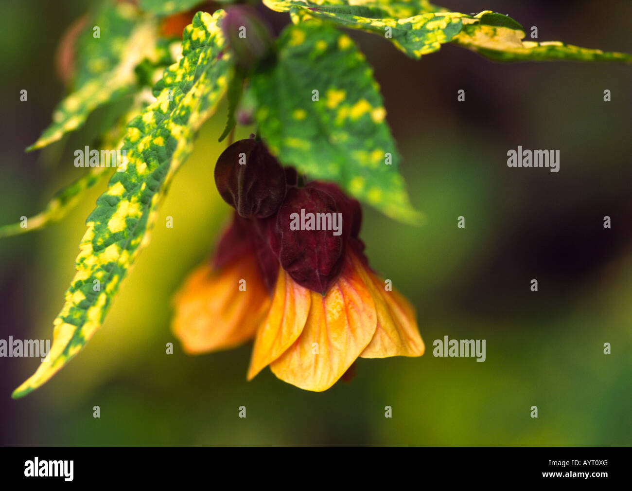 Variegatum hi-res stock photography and images - Alamy