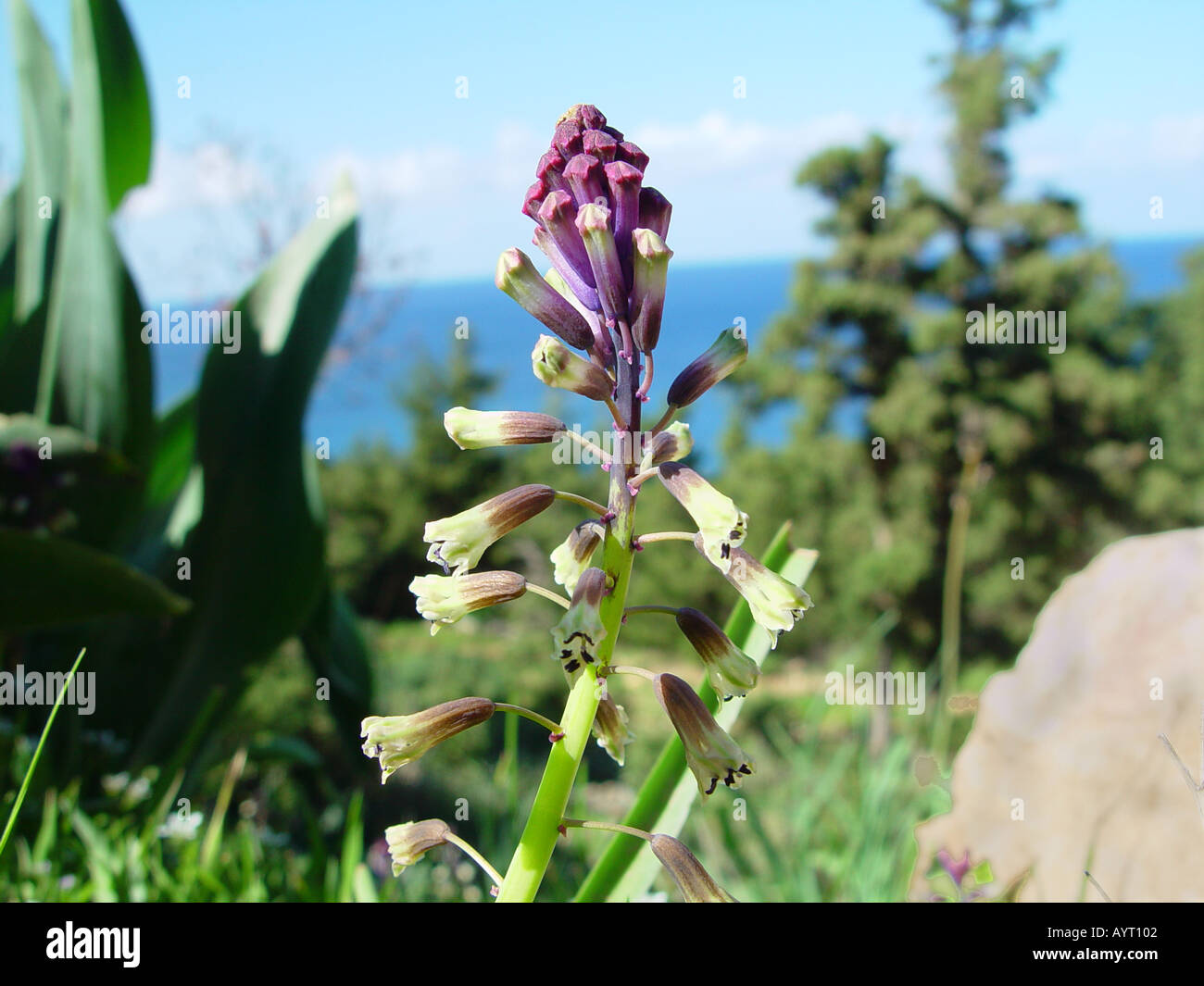 Flower in Akamas National park in Cyprus name engl lat 33 Stock Photo ...