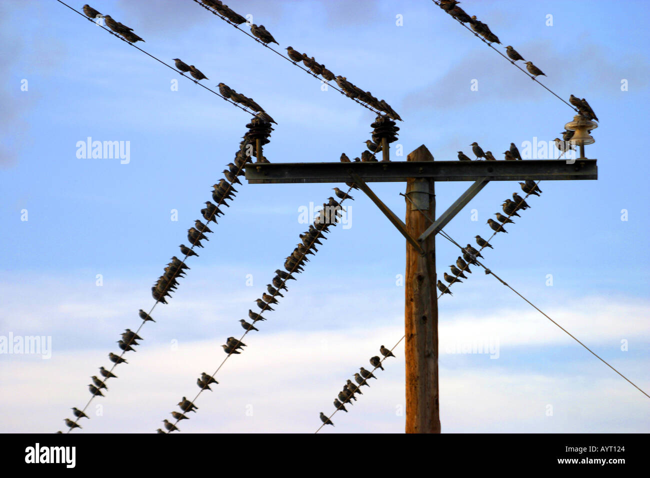 Starlings resting at electric poles at Axios delta Stock Photo - Alamy