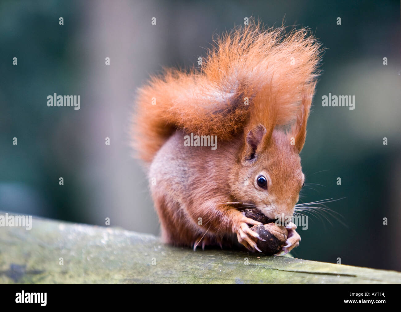Eurasian Red Squirrel (Sciurus vulgaris) feeding on a hazelnut, Hesse ...