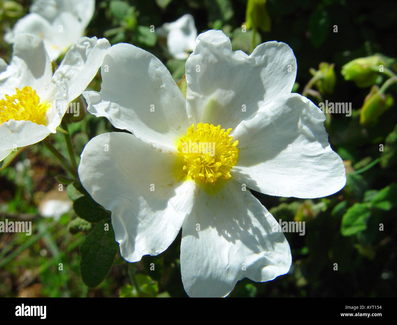 Cyprus national flower hi-res stock photography and images - Alamy