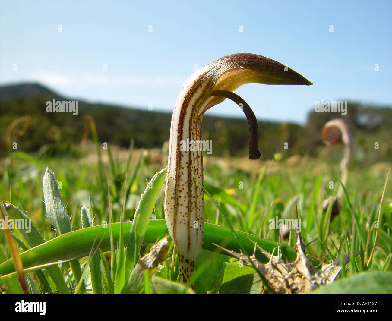 Friar s Cowl Flower in Akamas National park Cyprus, Arisarum vulgare ...