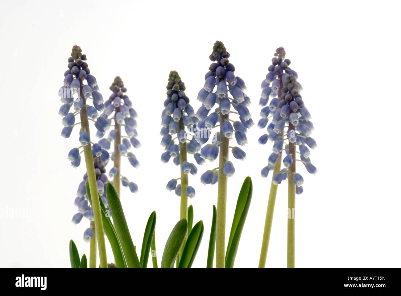 Starch flower hi-res stock photography and images - Alamy