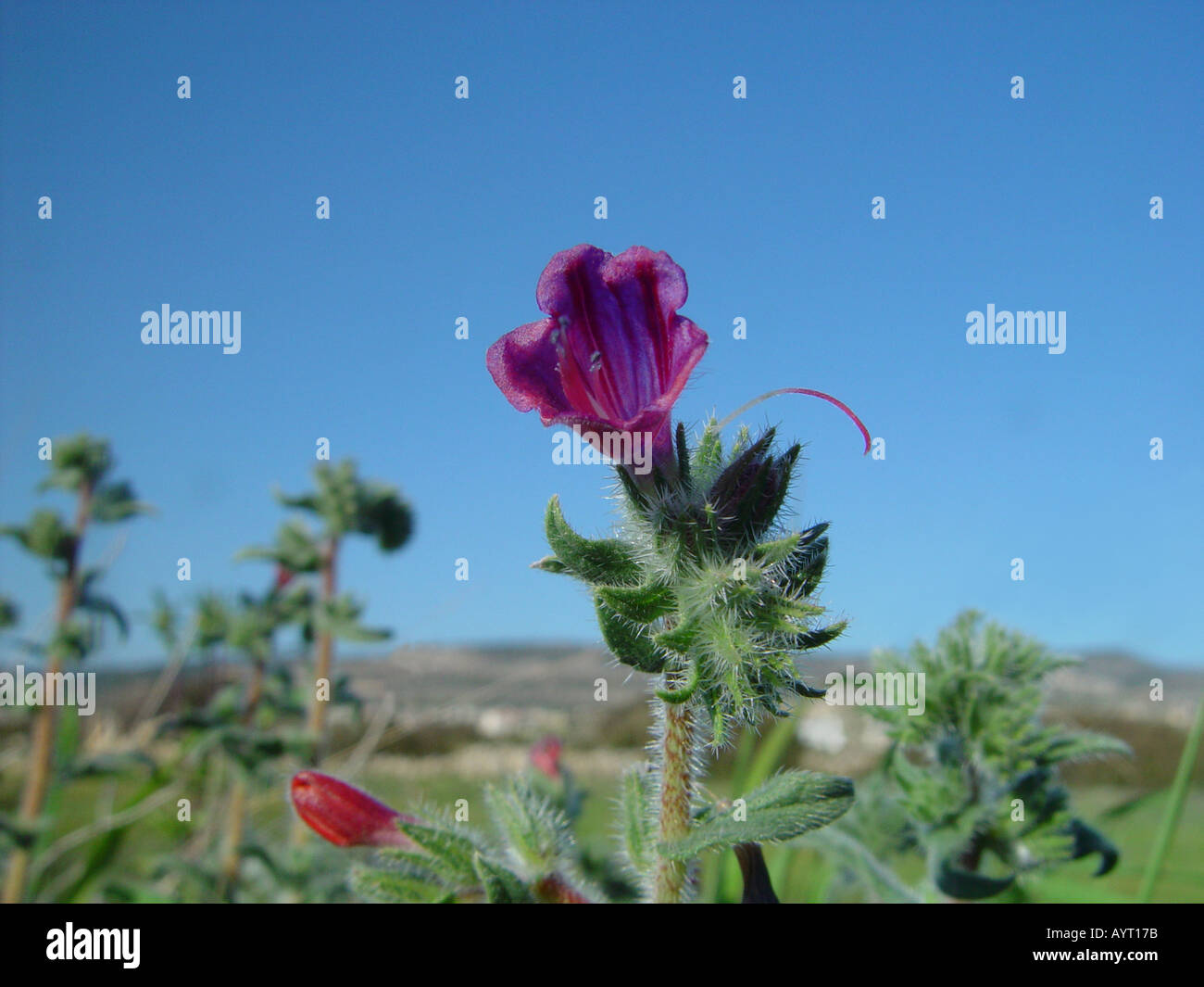 Flower near Corall Bay Cyprus name engl lat 4 Stock Photo - Alamy